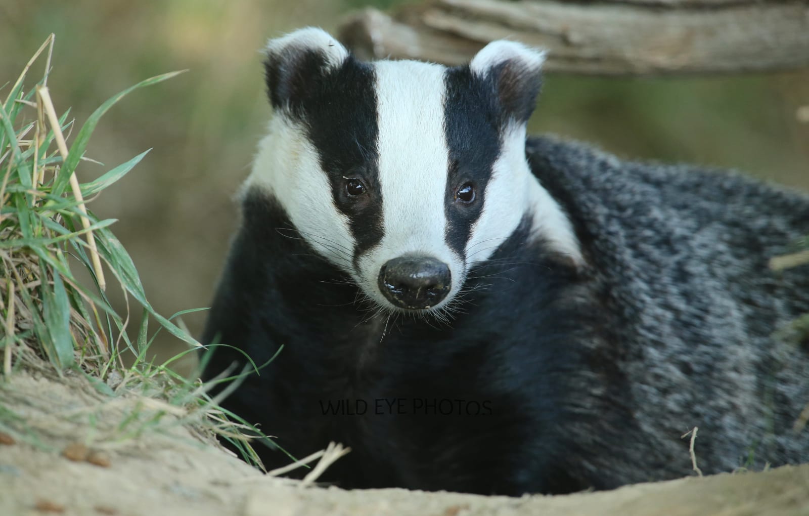 Wild Eye Photos