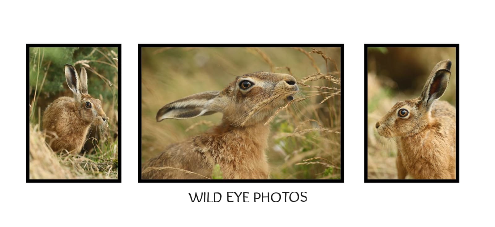 Wild Eye Photos