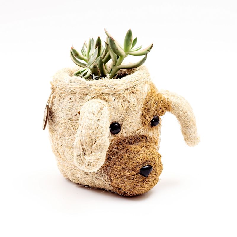Mini Puppy Planter - Cute Dog Head Pot For Succulents | LIKHÂ | Wolf ...