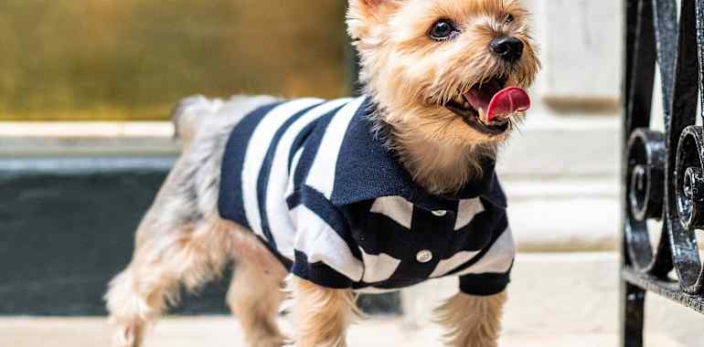 Bespoke Paws | Designer Collection | Wolf & Badger