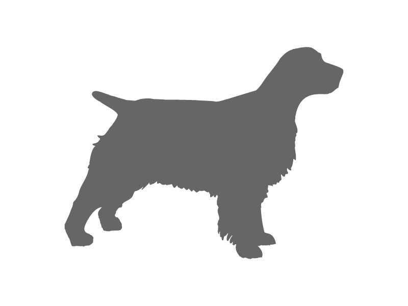 English Springer Spaniel Craft Shape | Craftcuts.com