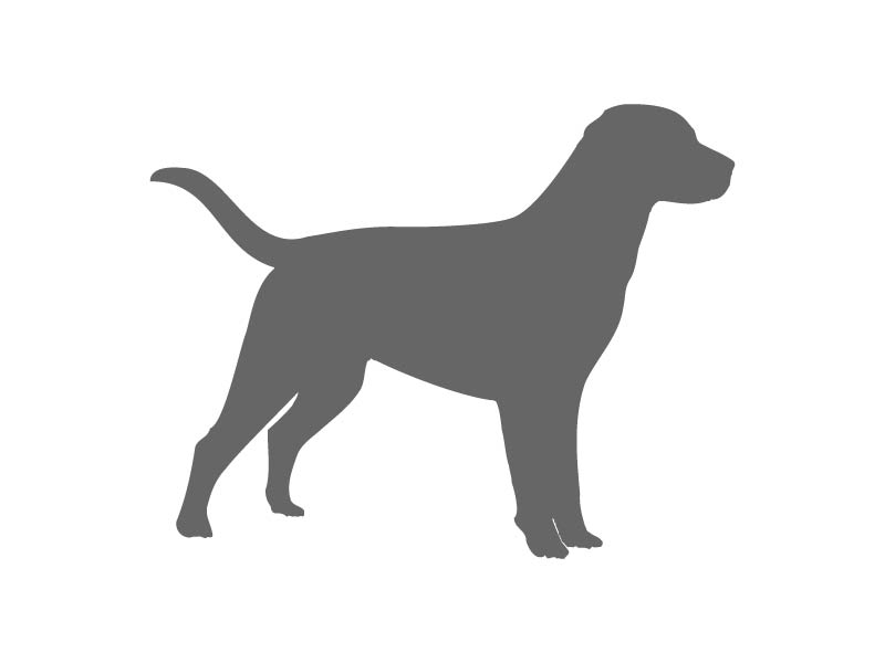 Labrador Retriever Craft Shape | Craftcuts.com