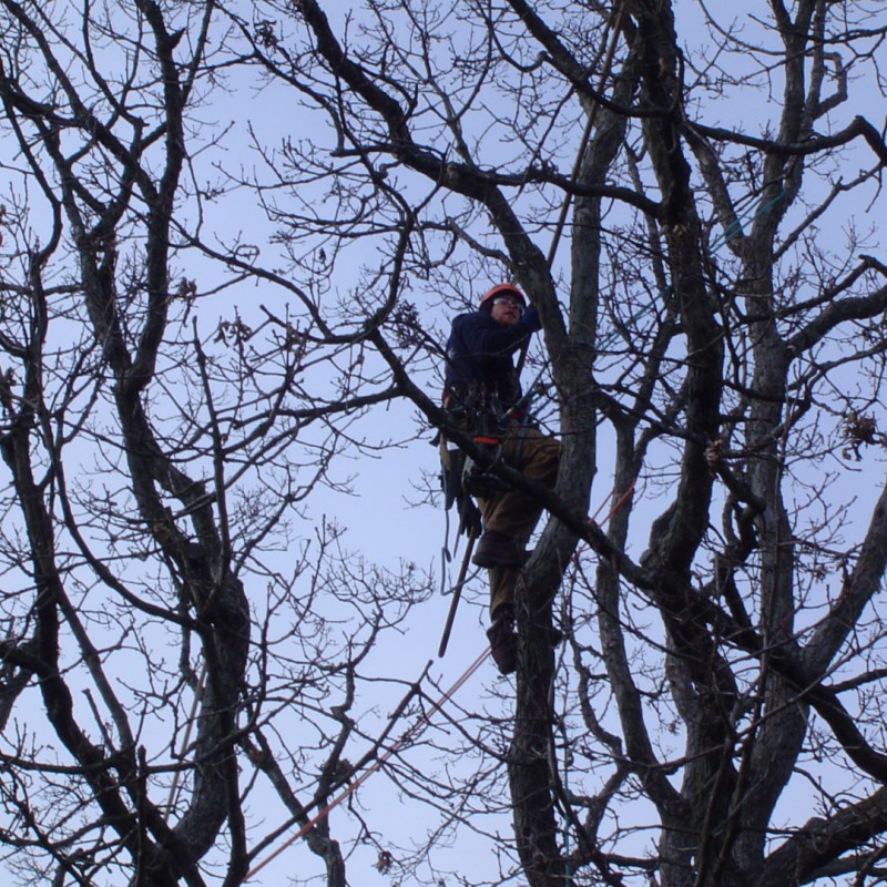 Photo Gallery | Cornerstone Partners Horticultural Services Company ...