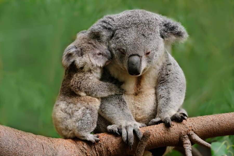 Fauna de Australia: animales únicos en el mundo