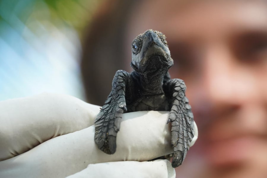 Join the fight: Costa Rica sea turtle conservation efforts