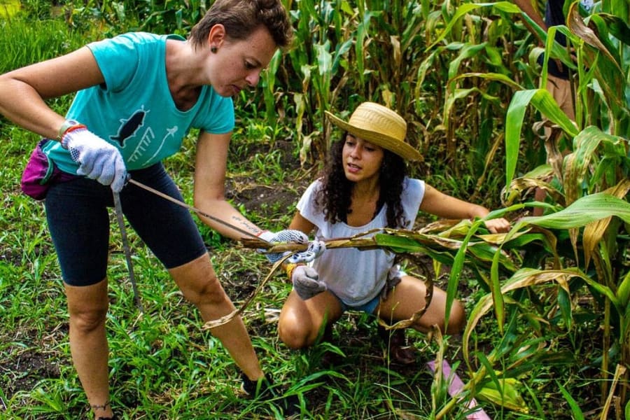 Qué son los proyectos ambientales y cómo participar en ellos