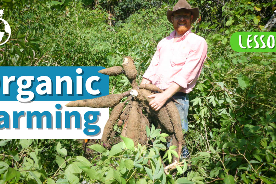 Organic Farming: Nurturing the Land and Harvesting Health