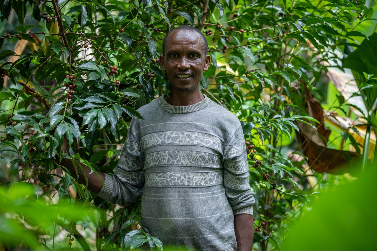 Moyee Coffee Ethiopia