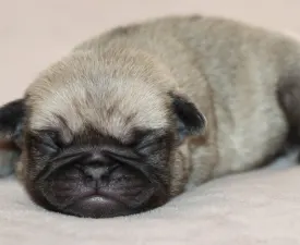 Pug Puppies for Sale