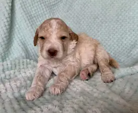 Romagna Water Dog Puppies for Sale