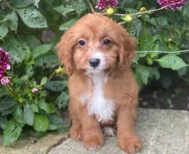 Cavapoo • Chiots & Chiens à vendre