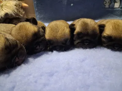 Mops na prodej v Debrecen - De Queen