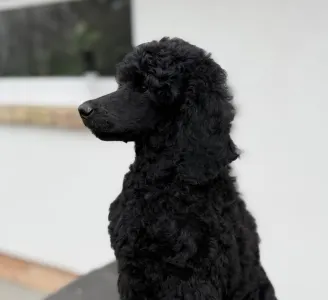 Pudel duży na sprzedaż w Győr - Don Vito Corleone