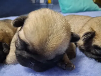 Mops na prodej v Debrecen - Don Quijote