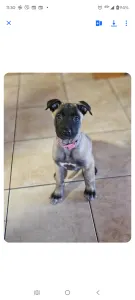 Belgian Shepherd Dog for sale in Kiskőrös - Hegeházi-őrző Dongó