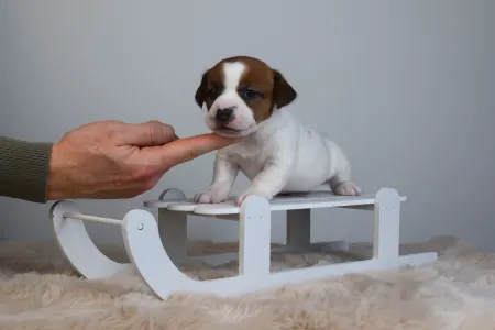 Jack Russell Terrier for sale in Debrecen - Gold Leash Uno