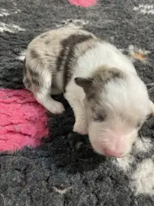 Căței Border Collie de vânzare în Csesznek - Seal Merle Kan/male 2