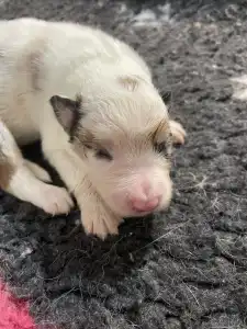 Border Collie à vendre à Csesznek - Dark Sable Merle Kan/male