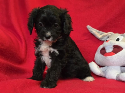 Cavapoo for sale, Győr - Pinewood Farms Pride - Zorca