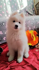 Samoyède à vendre à Siófok - Happy Hómancs Clover