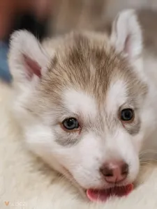 Sibirski Haski na prodaju, Délegyháza - Saint Michael Island Szibériai ...
