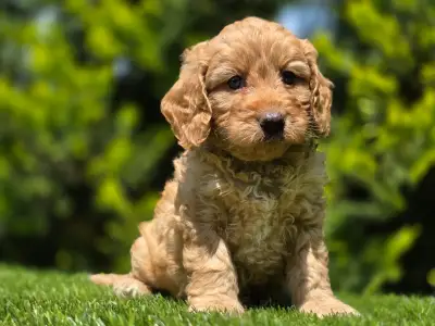 Căței Cavapoo de vânzare în Győr - Teddy