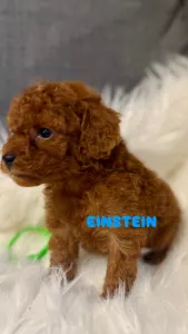Pudeli de jucarie si pitici de vânzare, Nagykanizsa - Mini Poodle ...