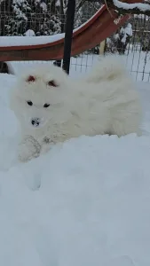 Samoyède à vendre à Siófok - Happy Hómancs Clover