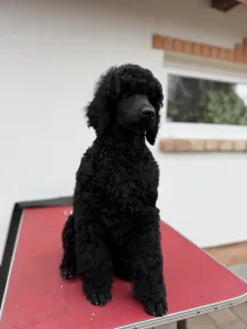 Pudel duży na sprzedaż w Győr - Don Vito Corleone