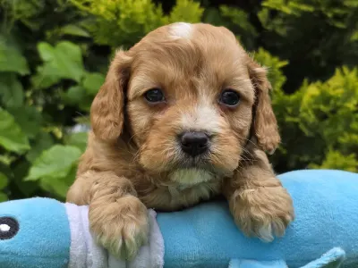 Cavapoo for sale in Győr - Bob