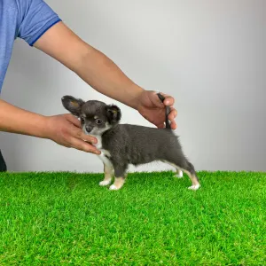 Chihuahua à vendre, Gyula - Sweet Forever Kennel, Jean