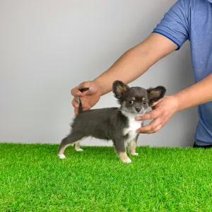 Chihuahua à vendre, Gyula - Sweet Forever Kennel, Jean