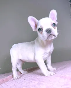 Bouledogue français à vendre, Szentendre - Bihon Bulls , Gery