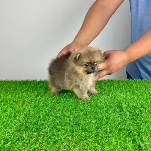 German Pomeranian Spitz for sale in Gyula - Korrie