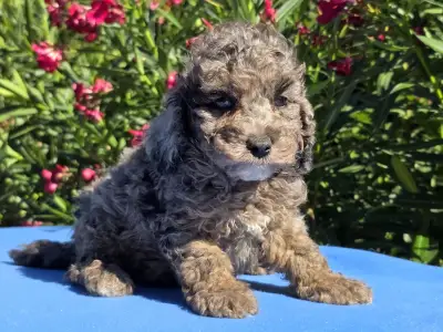 Cavapoo na sprzedaż w Győr - Berry