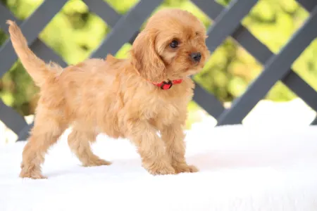 Cavapoo na prodej v Érd - Suzy