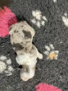 Căței Border Collie de vânzare în Csesznek - Seal Merle Kan/male 2
