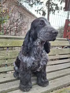 English Cocker Spaniel for sale in Püski - Smart Cocker Star-gazing