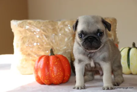Pug for sale, Winnsboro - Southern Pugs - Bently Sold