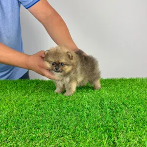 German Pomeranian Spitz for sale in Gyula - Korrie