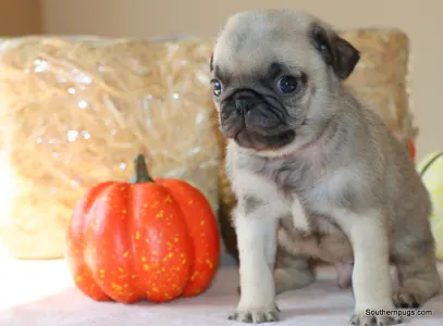 Pug for sale, Winnsboro - Southern Pugs - Bently Sold