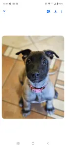 Belgian Shepherd Dog for sale in Kiskőrös - Hegeházi-őrző Dongó