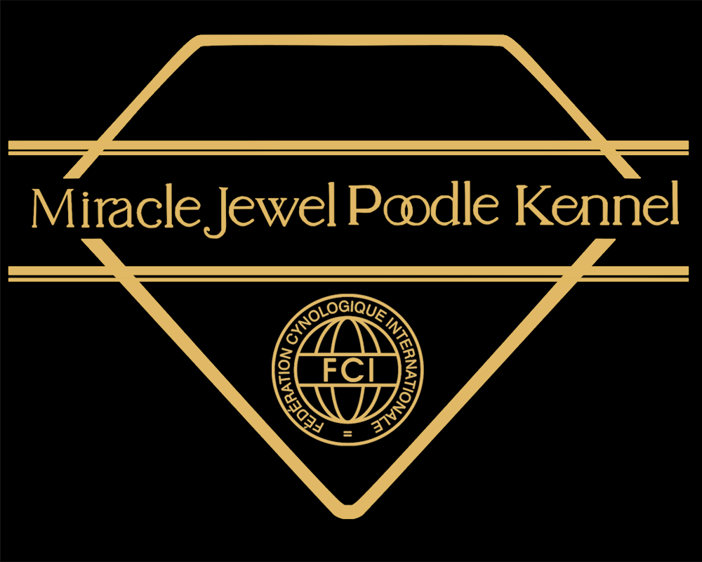 Miracle Jewel - chovatel plemene Bostonský teriér, Trpasličí pudl
