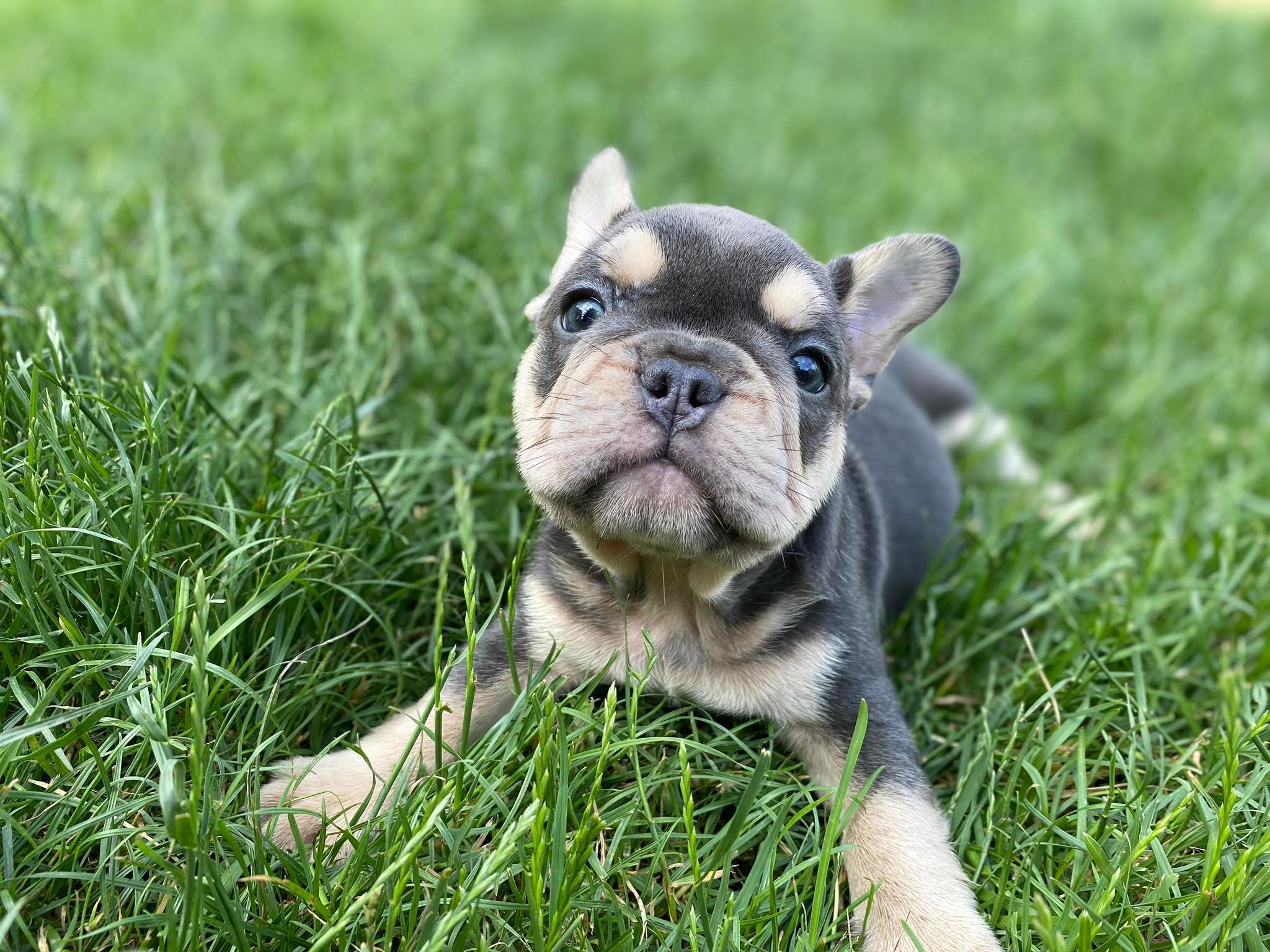 Rainbow Valley Bulldog Kennel - French Bulldog, Romagna Water Dog Breeder