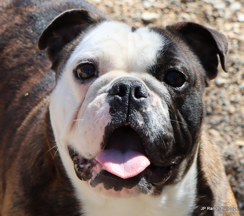 Jp Ranch Bulldogs And Bostons - Crescător Boston Terrier, Bulldog ...