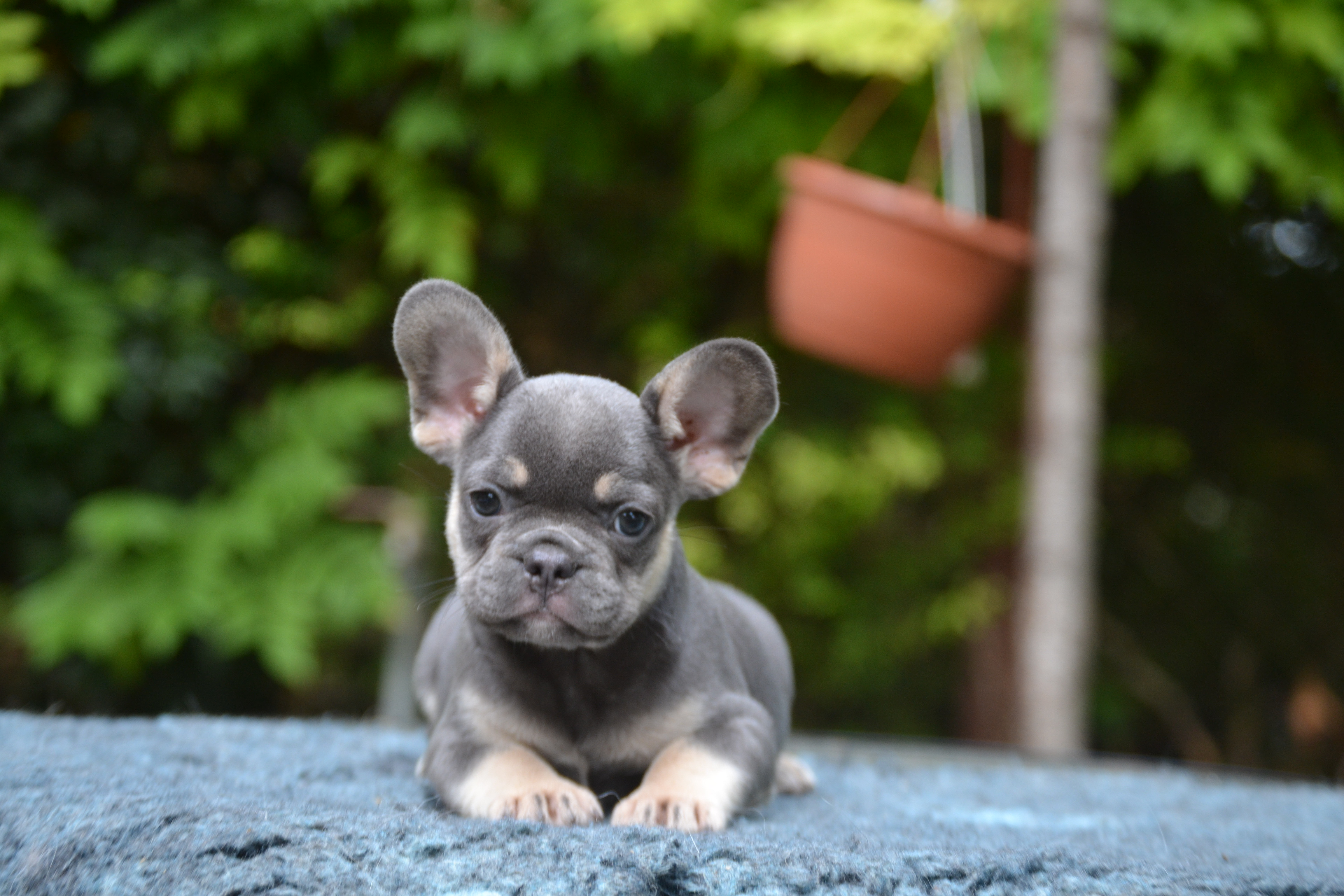 Sunfire Of Bosphorus Kennel - Ruski hrt -Barzoj, Francuski buldog Odgajivač