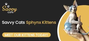 Puppies and Kittens for sale from Trusted Breeders | Pets4You