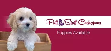 Dogs and Puppies for Sale from Reputable Breeders | Pets4You