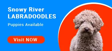 Puppies and Kittens for sale from Trusted Breeders | Pets4You