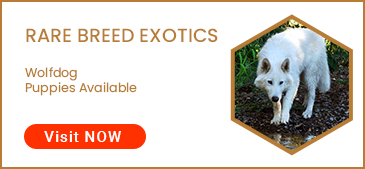 Puppies and Kittens for sale from Trusted Breeders | Pets4You